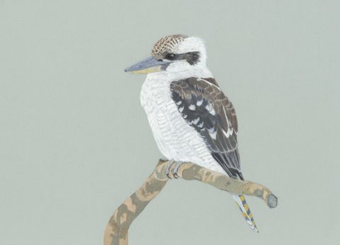 Kookaburra – by East Sussex Bird and Wildlife Artist Phillip Norris ...