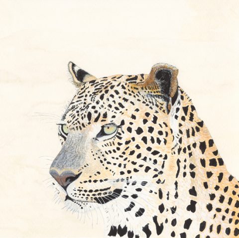 Leopard – Goache Painting by East Sussex Wildlife Artist Phillip Norris ...